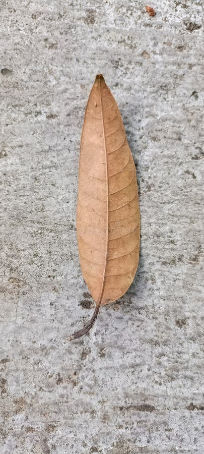 A Dry Leaf that Fell on the Floor Stock Image - Image of floor, leaf ...