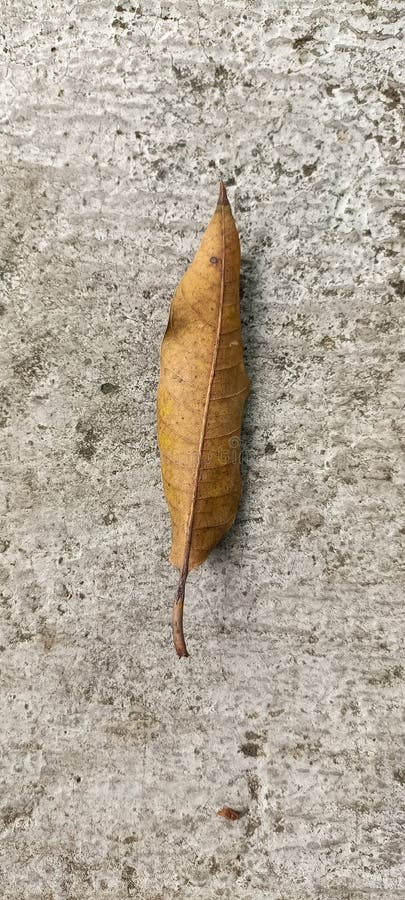 A Dry Leaf that Fell on the Floor Stock Image - Image of brown, leaf ...