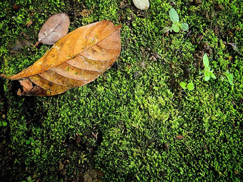 A Dry Leaf Fell on the Wet Moss Stock Photo - Image of spice, aromatic ...