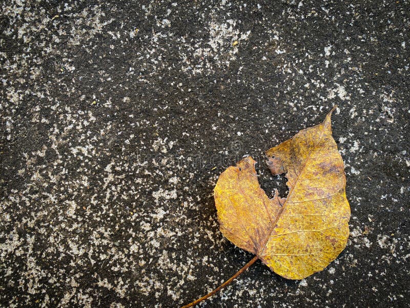 Leaf Lying on the Dirty Floor. Stock Image - Image of season, garden ...