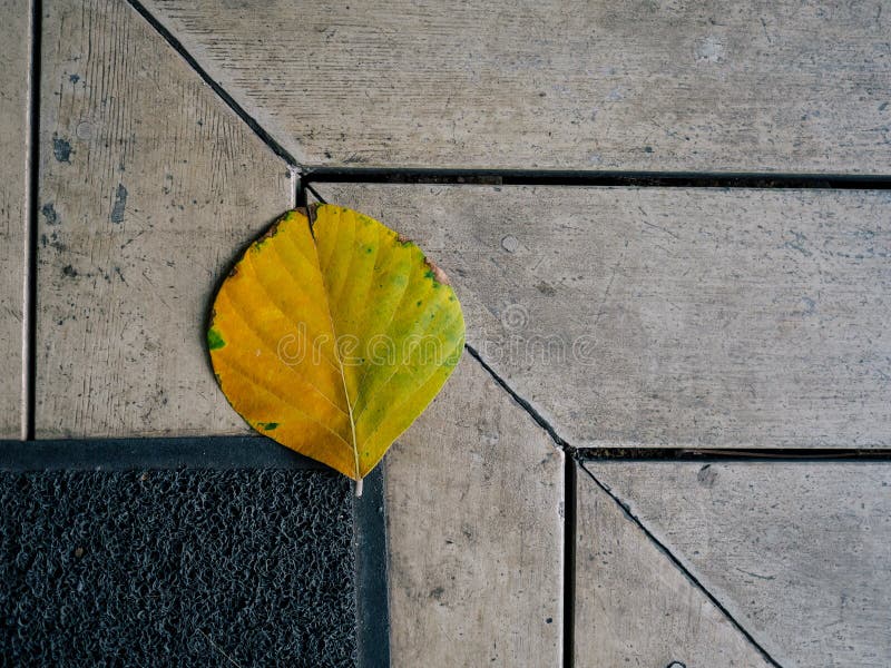 Dry leaf on the floor. stock photo. Image of desk, orange - 70904130