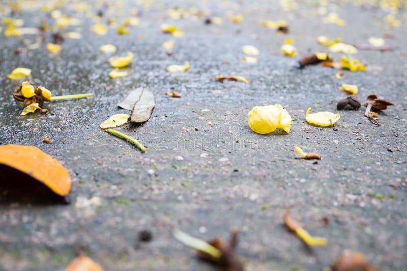Dry Leaf and Flower Falling on the Ground Stock Image - Image of nature ...
