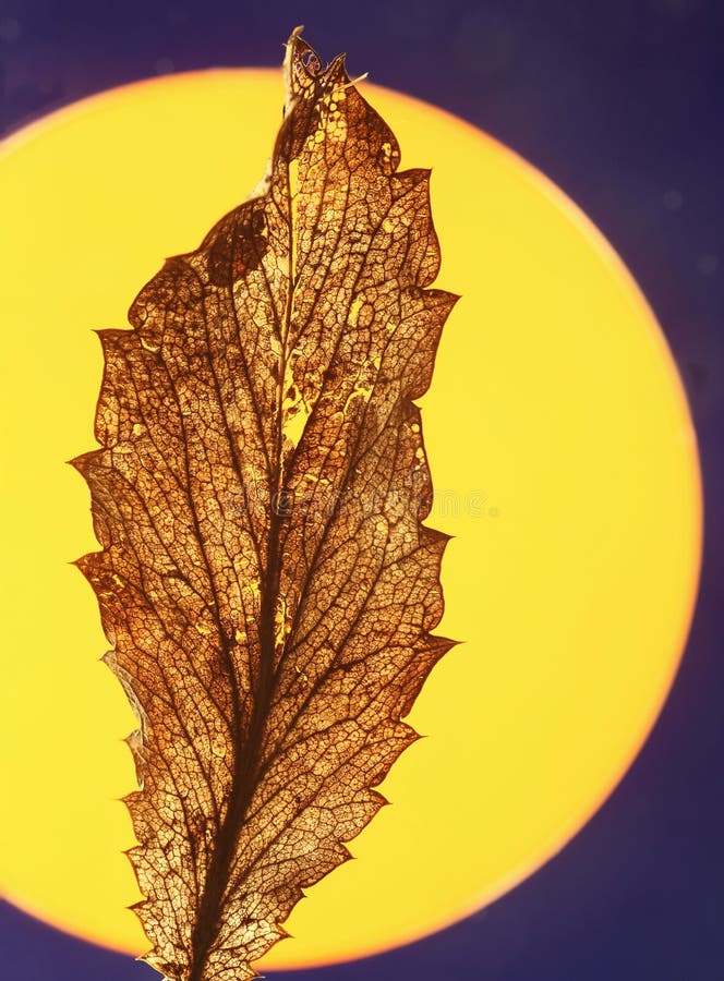 Dry leaf in front of sun stock photo. Image of veins - 39012738