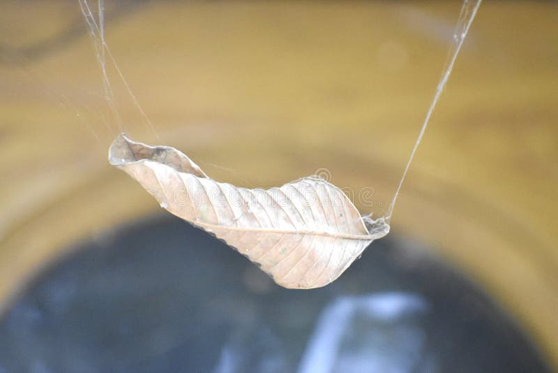 A Dry Leaf Hanging in Spider Net Stock Photo - Image of hanging, leaf ...