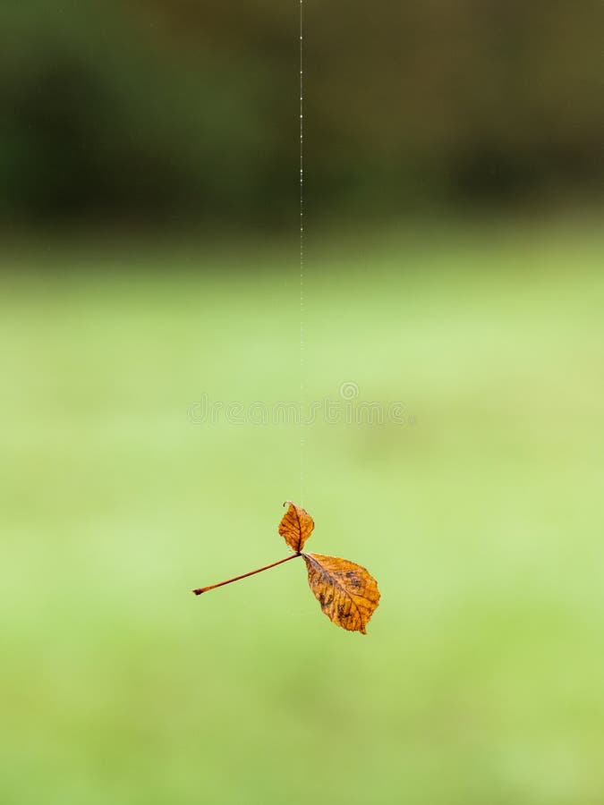 Dry Leaf Hanging on the Thread of a Spider Stock Photo - Image of ...