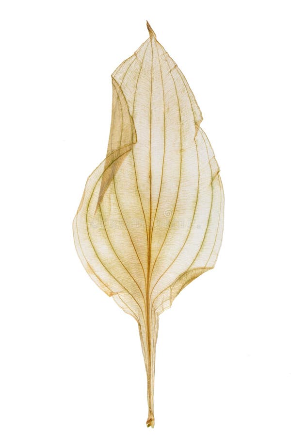 Dry Leaf Hosta from Herbarium Isolated on White Background Stock Image ...