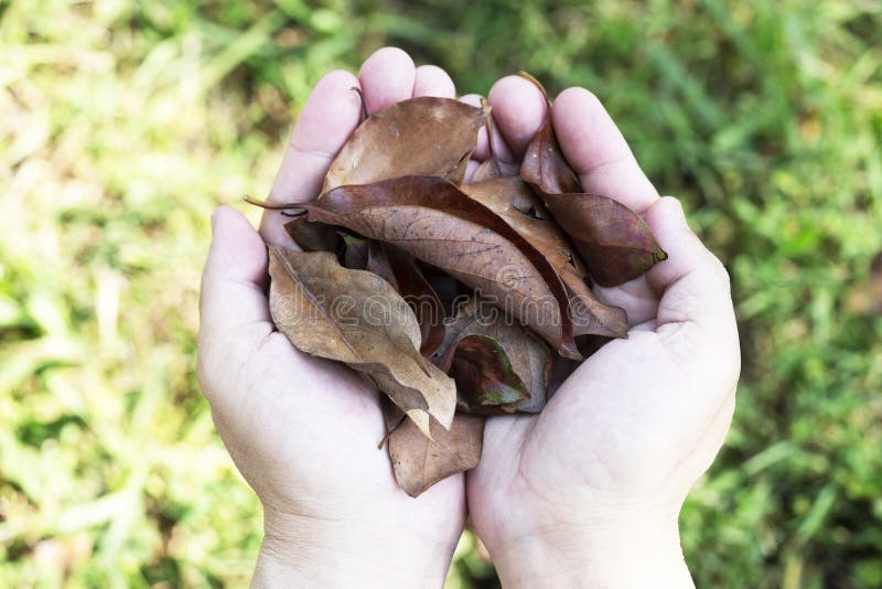 Dry Leaf Human Hand Background Inspiration Stock Photos - Free ...
