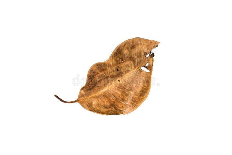 Dry Leaf on Isolated Background Clipping Path Stock Image - Image of ...