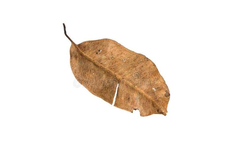 Dry Leaf on Isolated Background Clipping Path Stock Photo - Image of ...