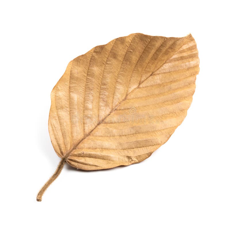 Dry Leaf Isolated stock image. Image of environmental - 147631785