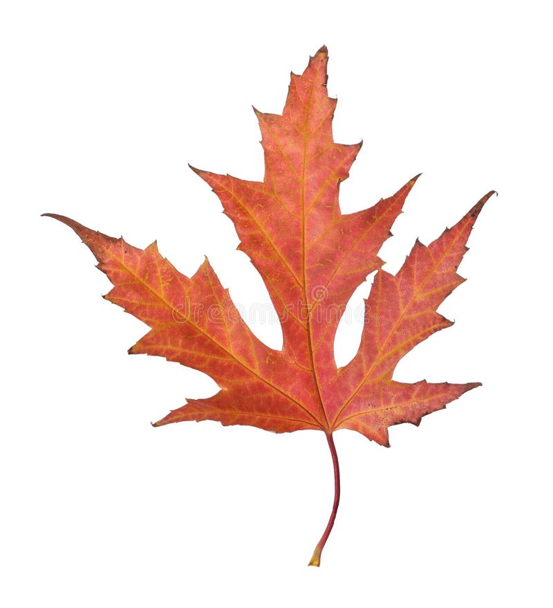 Dry Leaf of Japanese Maple Tree Isolated on White. Autumn Season Stock ...