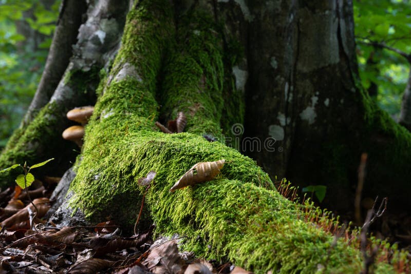Dry Leaf Lay on Tree Root Covered with Moss Stock Photo - Image of ...
