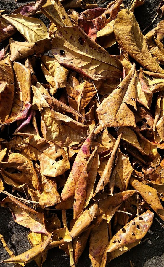 Dry leaf litter stock photo. Image of tree, invertebrate - 192288374