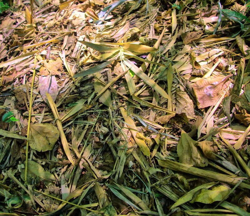 Bamboo Leaf Litter on the Forest Floor Stock Photo - Image of color ...