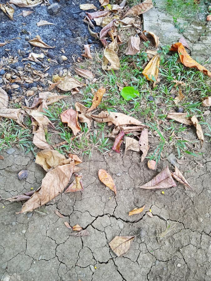 Dry leaf litter that falls stock image. Image of wildlife - 226008095