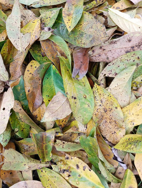 Dry Leaf Litter that Falls from the Trees Stock Photo - Image of trees ...