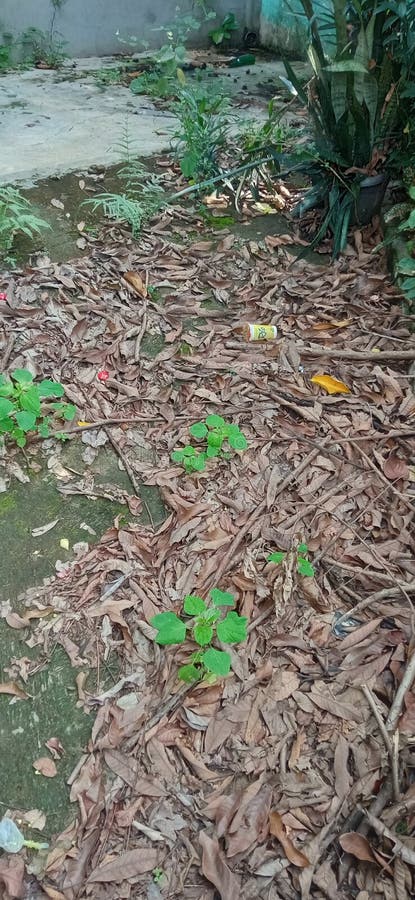 Dry Leaf Litter in a House Yard Stock Image - Image of grass, garden ...