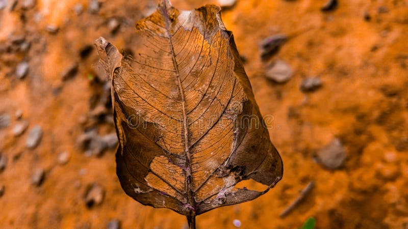 Dry Leaf on Mars. Look Like Mars Environment Stock Photo - Image of ...