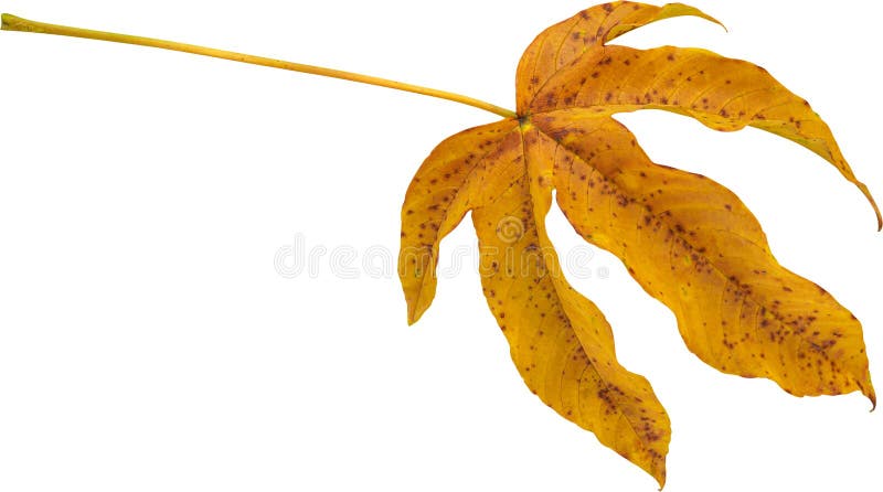Dry Leaf Naturally Isolate on White Background. Clipping Path Stock ...