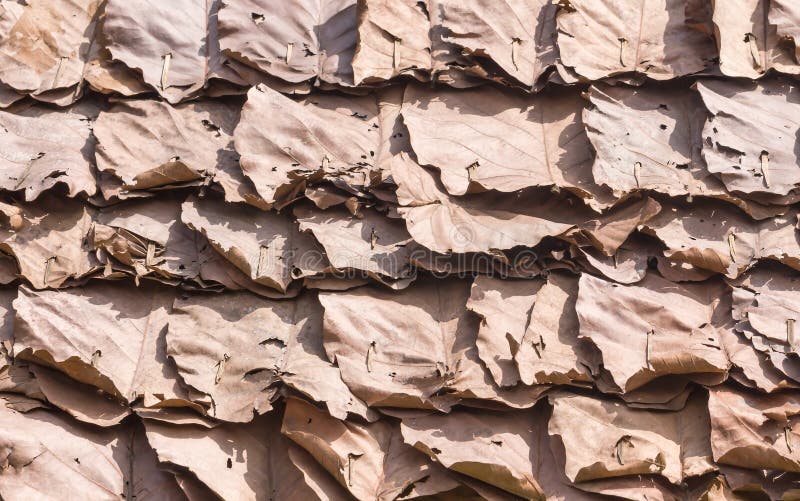 Dry leaf pattern stock image. Image of branch, plant - 32528079