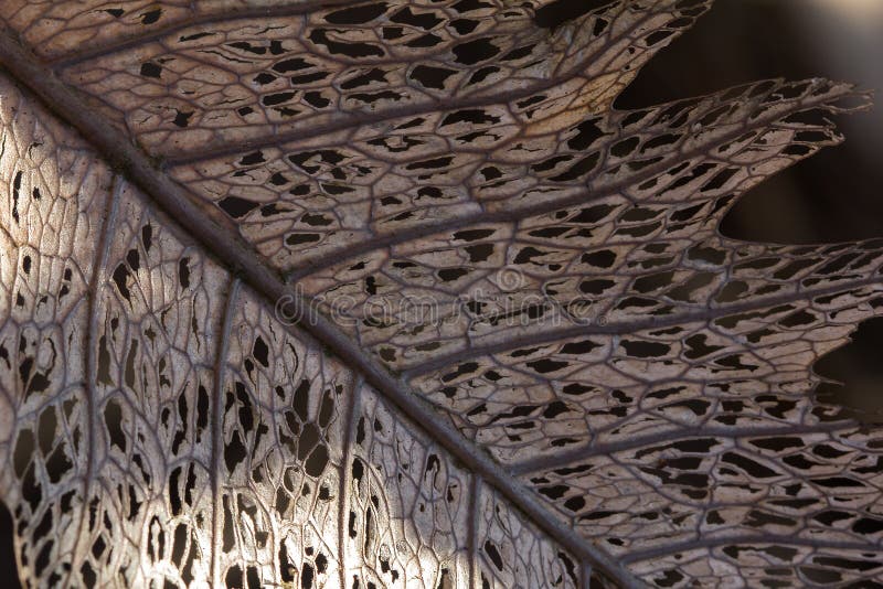 Dry Leaf Pattern in Beautiful Nature. Stock Photo - Image of element ...