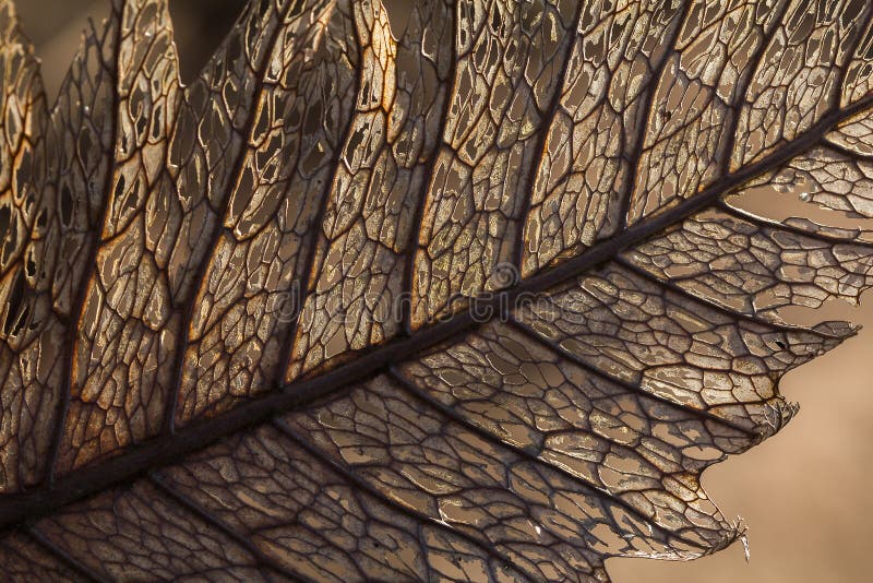 Dry Leaf Pattern in Beautiful Nature. Stock Image - Image of beautiful ...