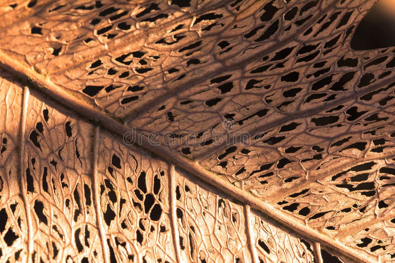 Dry Leaf Pattern in Beautiful Nature. Stock Photo - Image of biology ...