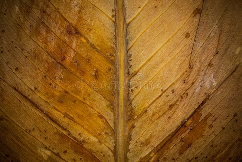 Dry Leaf Pattern Closeup Background Stock Image - Image of vintage ...