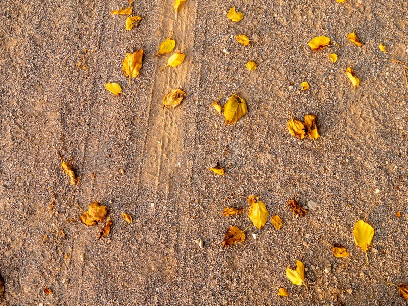 Dry Leaf Pattern Detail on the Ground Stock Image - Image of texture ...