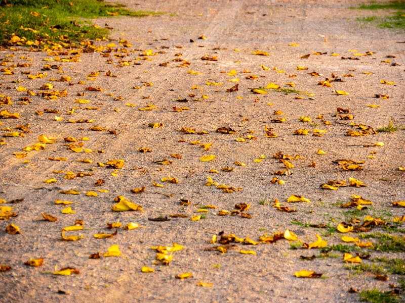 Dry Leaf Pattern Detail on the Road Stock Photo - Image of seasonal ...