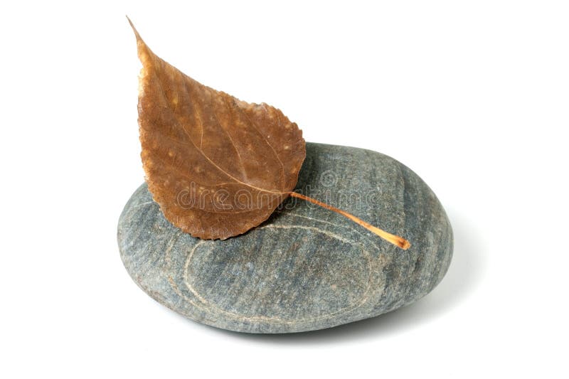 Dry leaf on the pebble stock image. Image of pebbles - 11710191