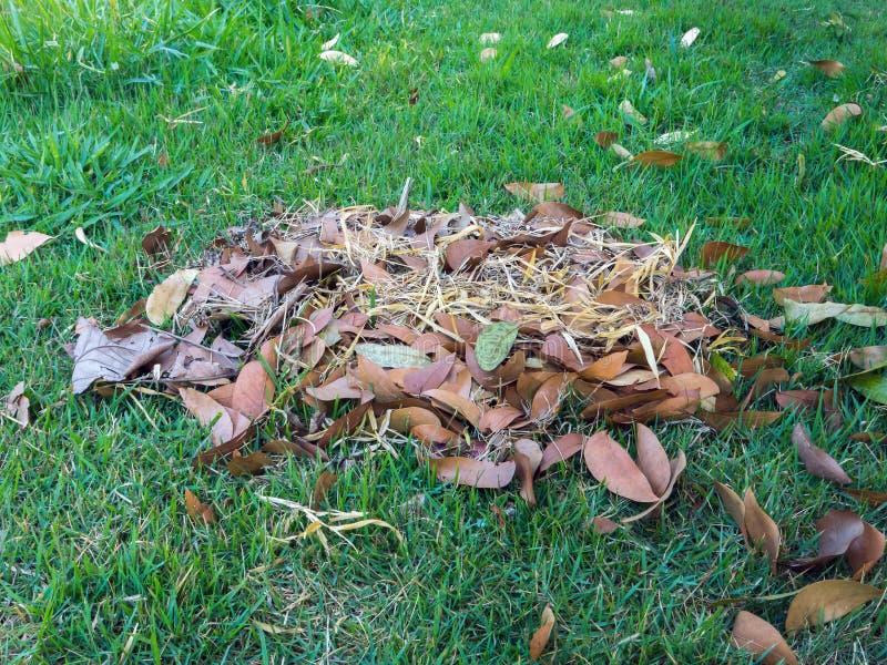 Green Leaves Growing on Rusty Metal - Resilience Stock Image - Image of ...