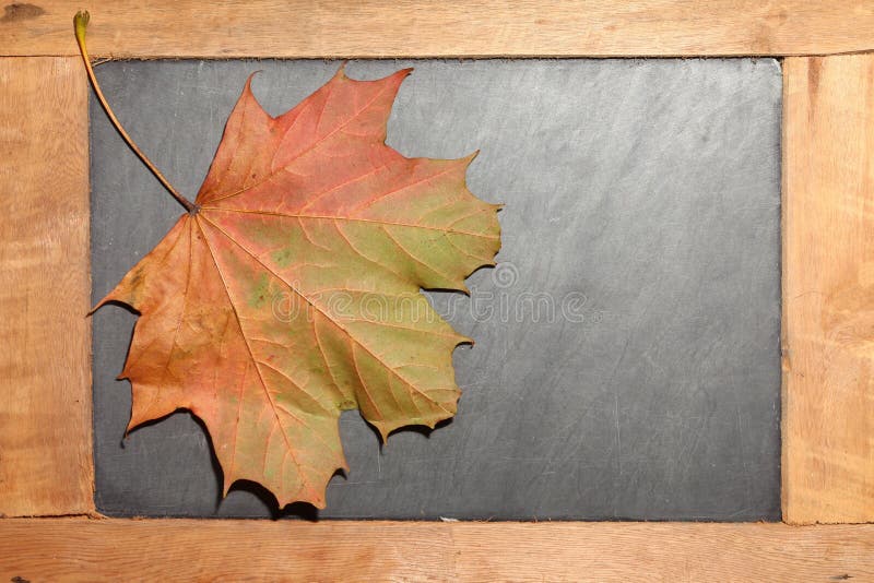 Dry Leaf Put on Slate Board Scene. Stock Photo - Image of maple, macro ...