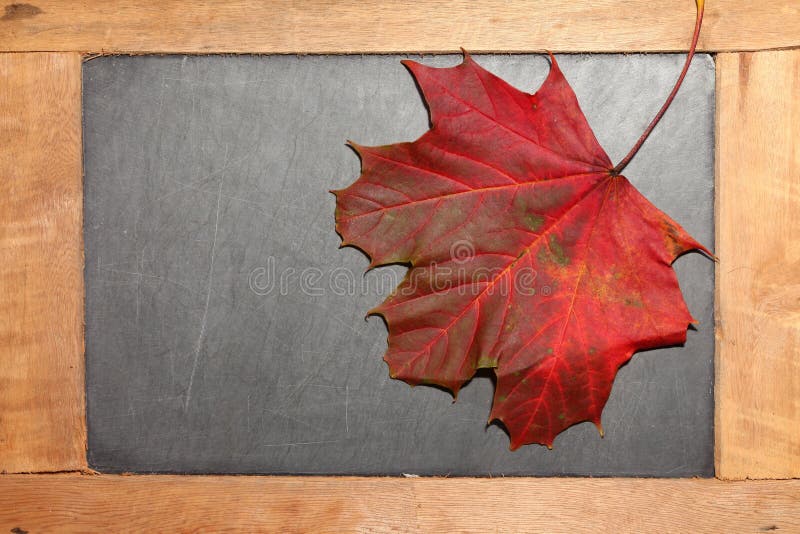 Dry Leaf Put on Slate Board Scene. Stock Photo - Image of color, botany ...