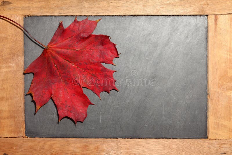 Dry Leaf Put on Slate Board Scene. Stock Photo - Image of fall, macro ...