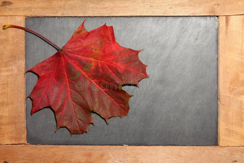 Dry Leaf Put on Slate Board Scene. Stock Image - Image of foliage ...