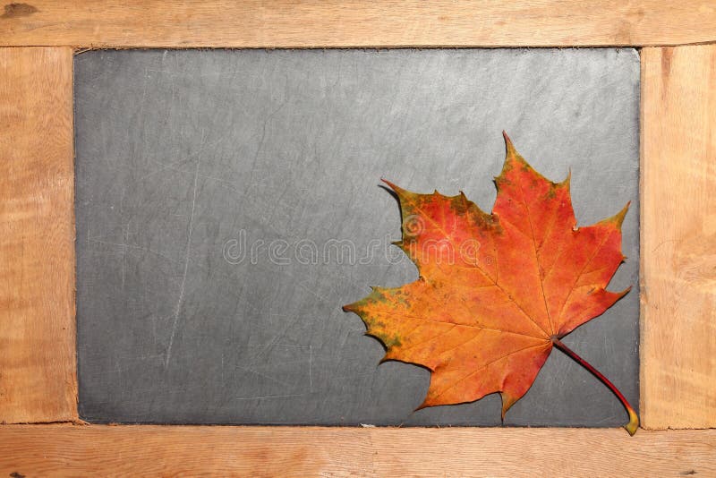 Dry Leaf Put on Slate Board Scene. Stock Photo - Image of scene, nature ...