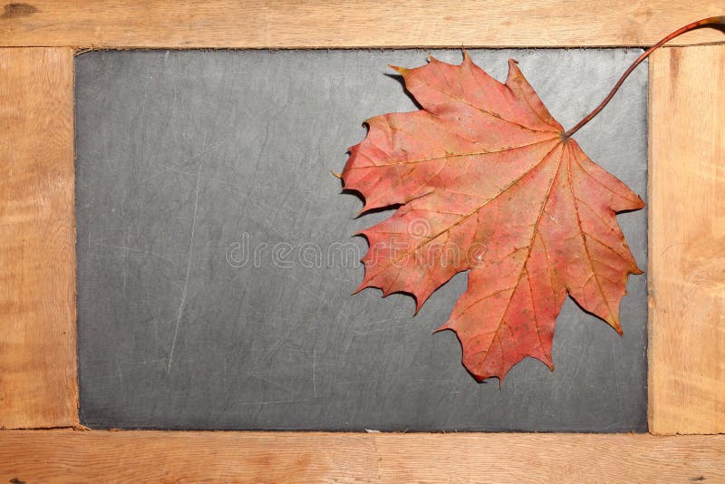 Dry Leaf Put on Slate Board Scene. Stock Photo - Image of color, macro ...