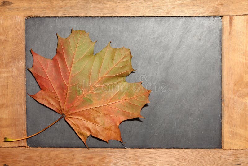 Dry Leaf Put on Slate Board Scene. Stock Image - Image of pattern ...