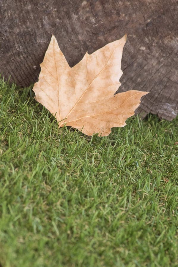 Dry Leaf Resting on an Old Log of Wood and Grass Stock Photo - Image of ...