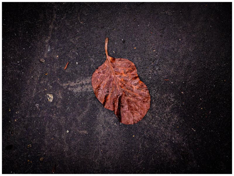 Dry leaf on road stock photo. Image of pattern, text - 180034108