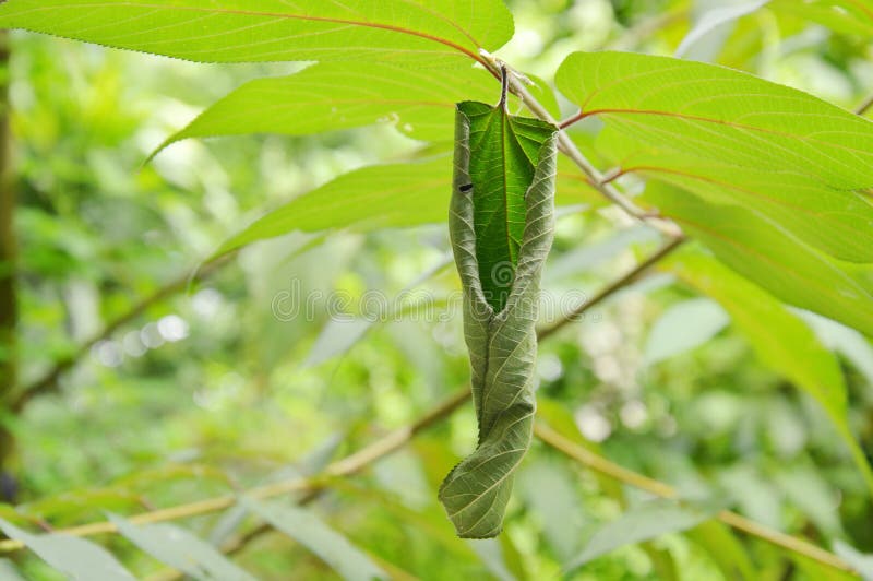 Dry Leaf Roll from Branch in Garden Stock Image - Image of curve ...