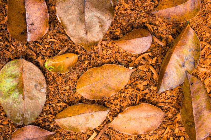 Dry leaf stock image. Image of plants, leave, light, green - 97568315