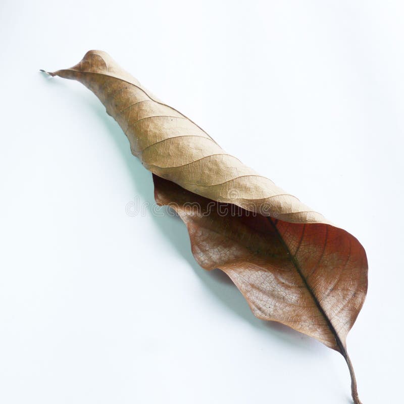 Dry Leaf stock photo. Image of colored, macro, wilted - 66578920