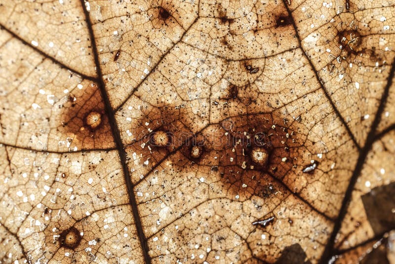 Dry leaf structure stock photo. Image of structure, flora - 176397890