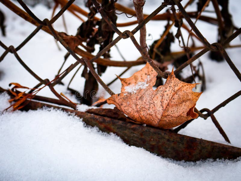 Dry Leaf Stuck on Wire Fence on White Snow Background Stock Photo ...