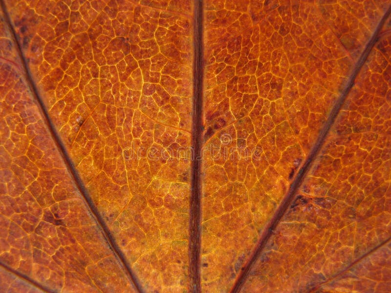 Dry leaf texture stock image. Image of colors, structure - 10889155