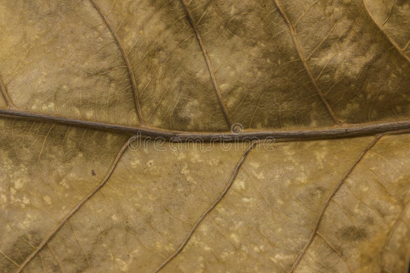 Dry leaf texture stock photo. Image of objects, background - 97859706