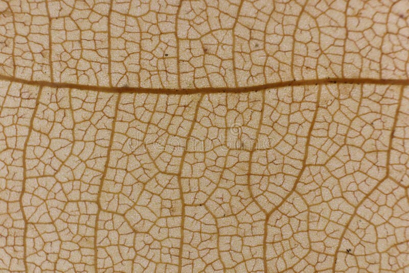 Dry Leaf Texture. stock photo. Image of abstract, foliage - 181304856