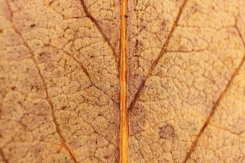 Dry Leaf Texture. Macro Closeup Stock Photo - Image of macro, natural ...